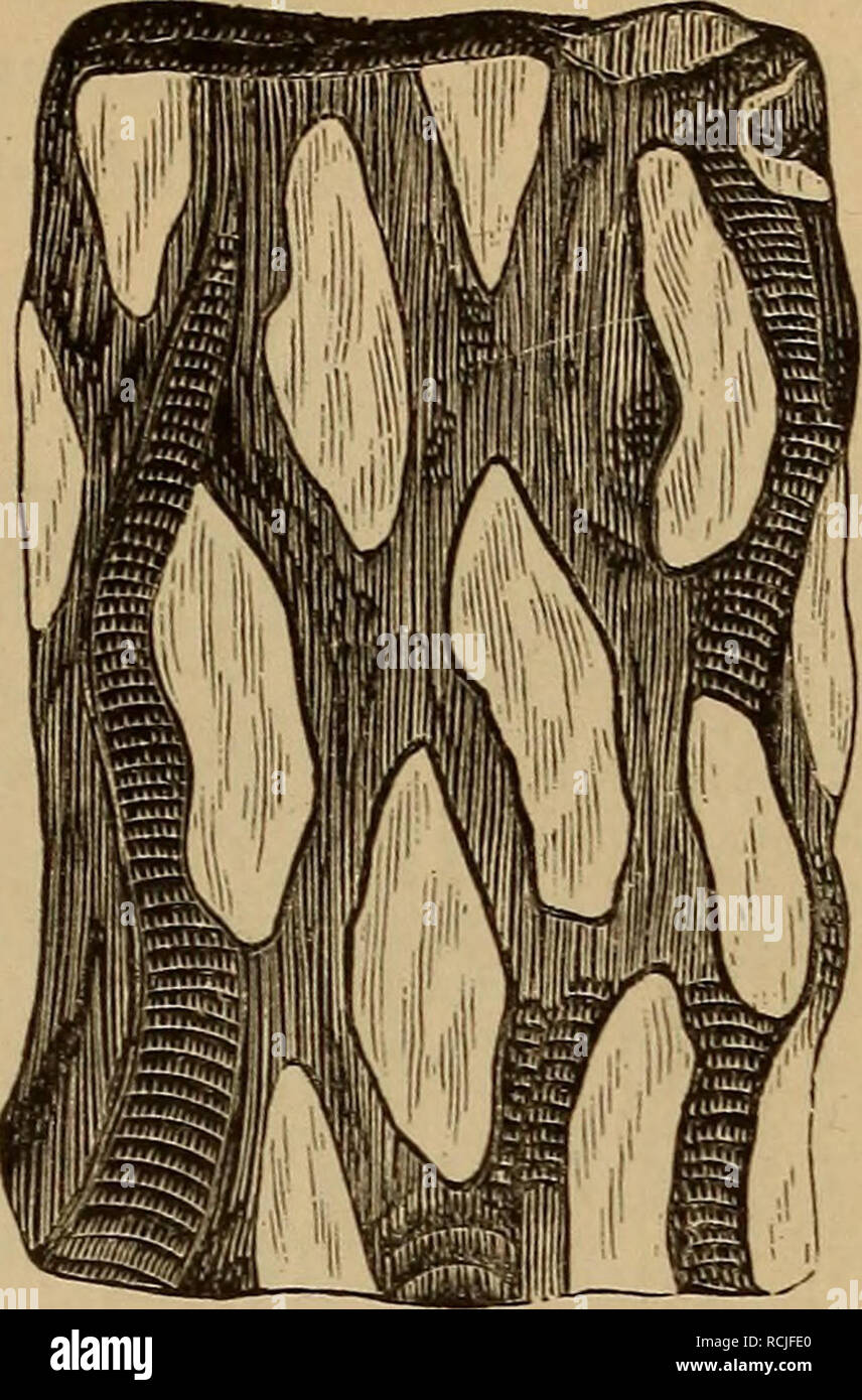 Rhomboidal pattern hi-res stock photography and images - Alamy