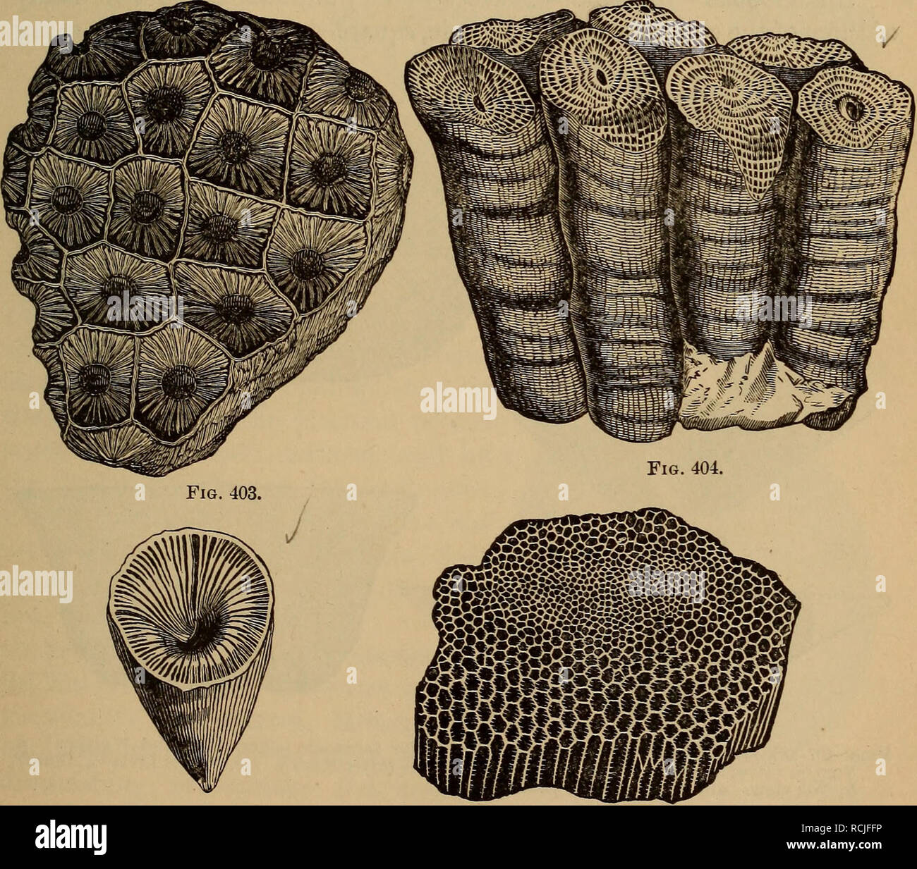 Fossil peat beds hi-res stock photography and images - Alamy