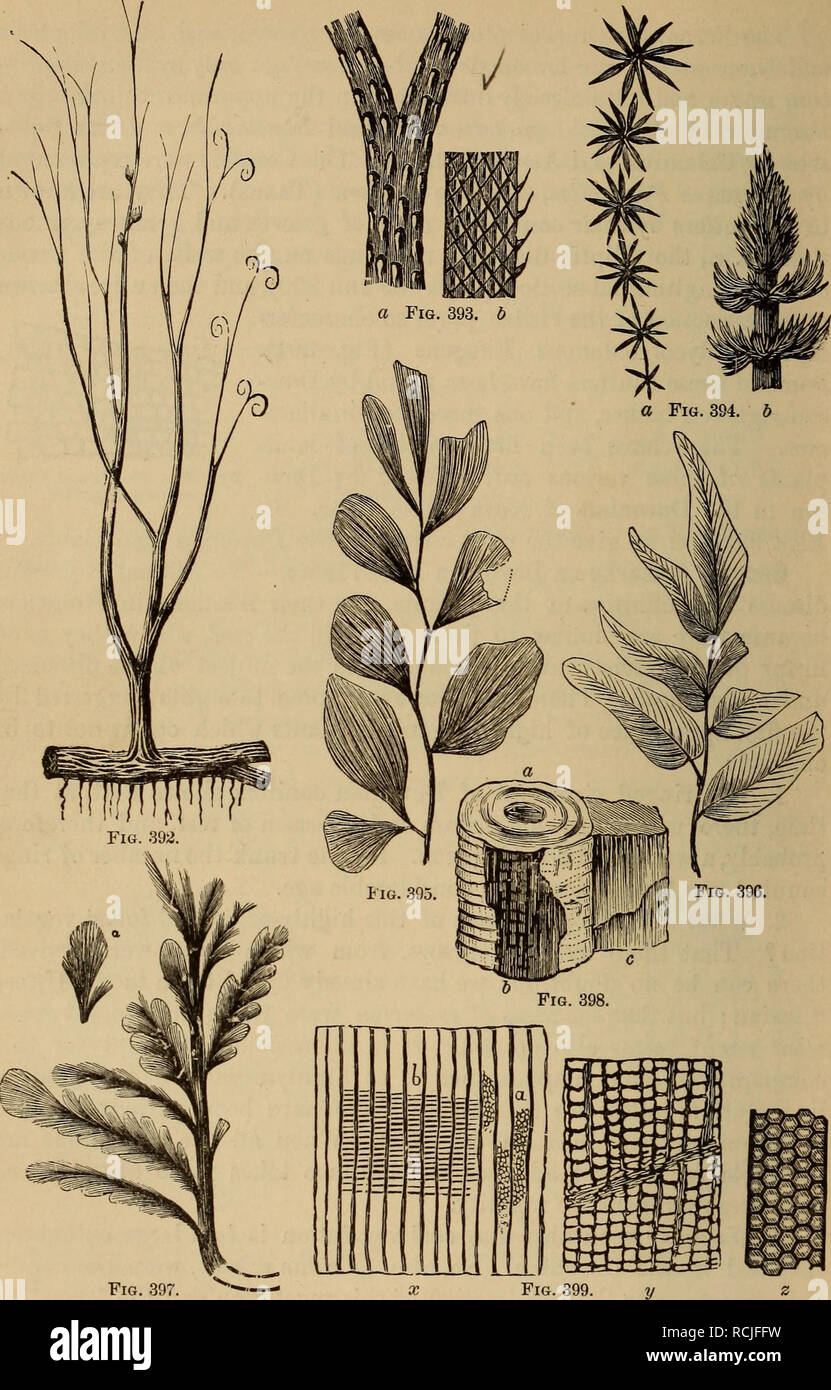 . Elements of geology : a text-book for colleges and for the general ...