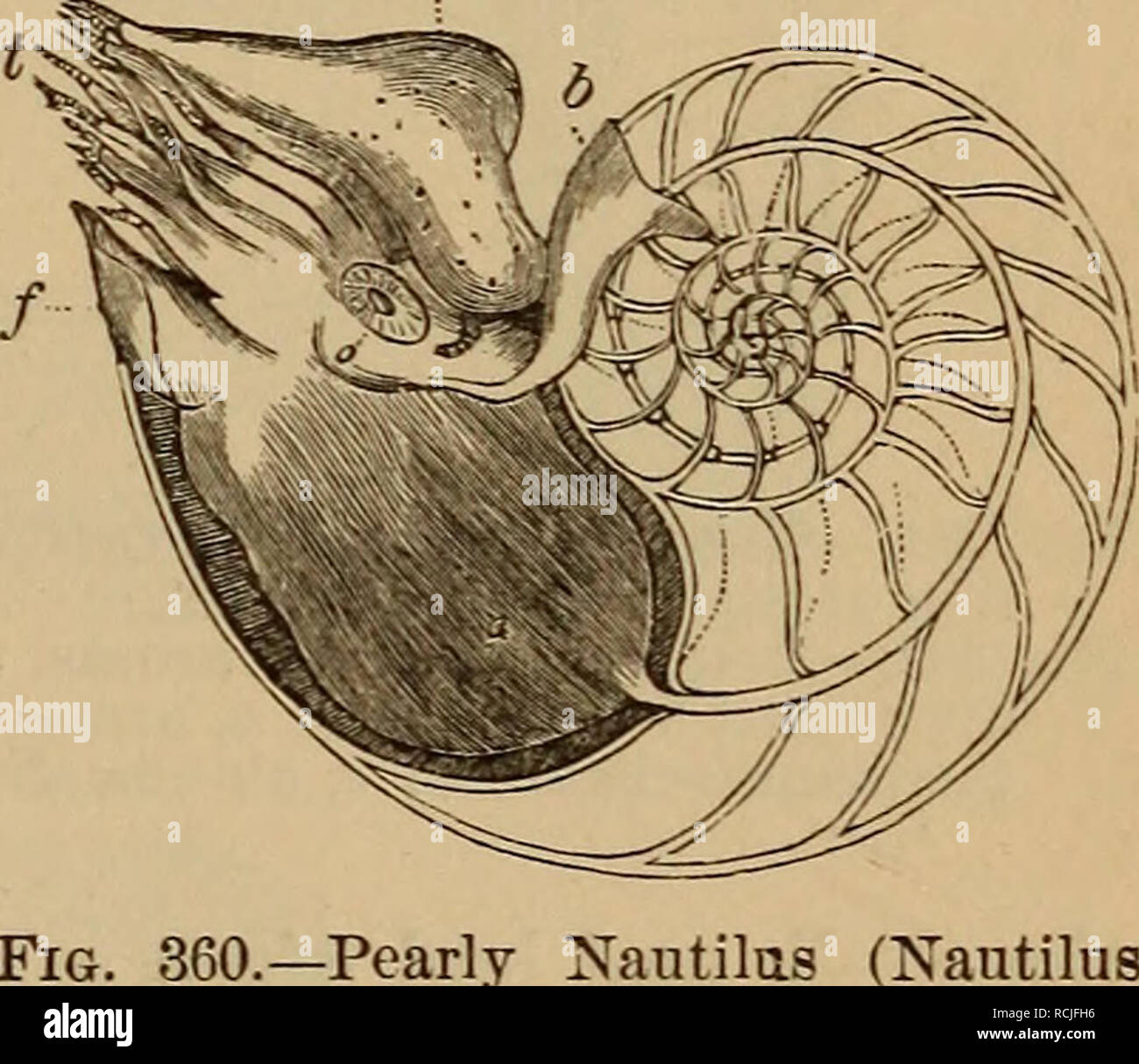 Pteropod shells hi-res stock photography and images - Alamy