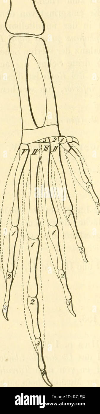 Os du doigt hi-res stock photography and images - Alamy