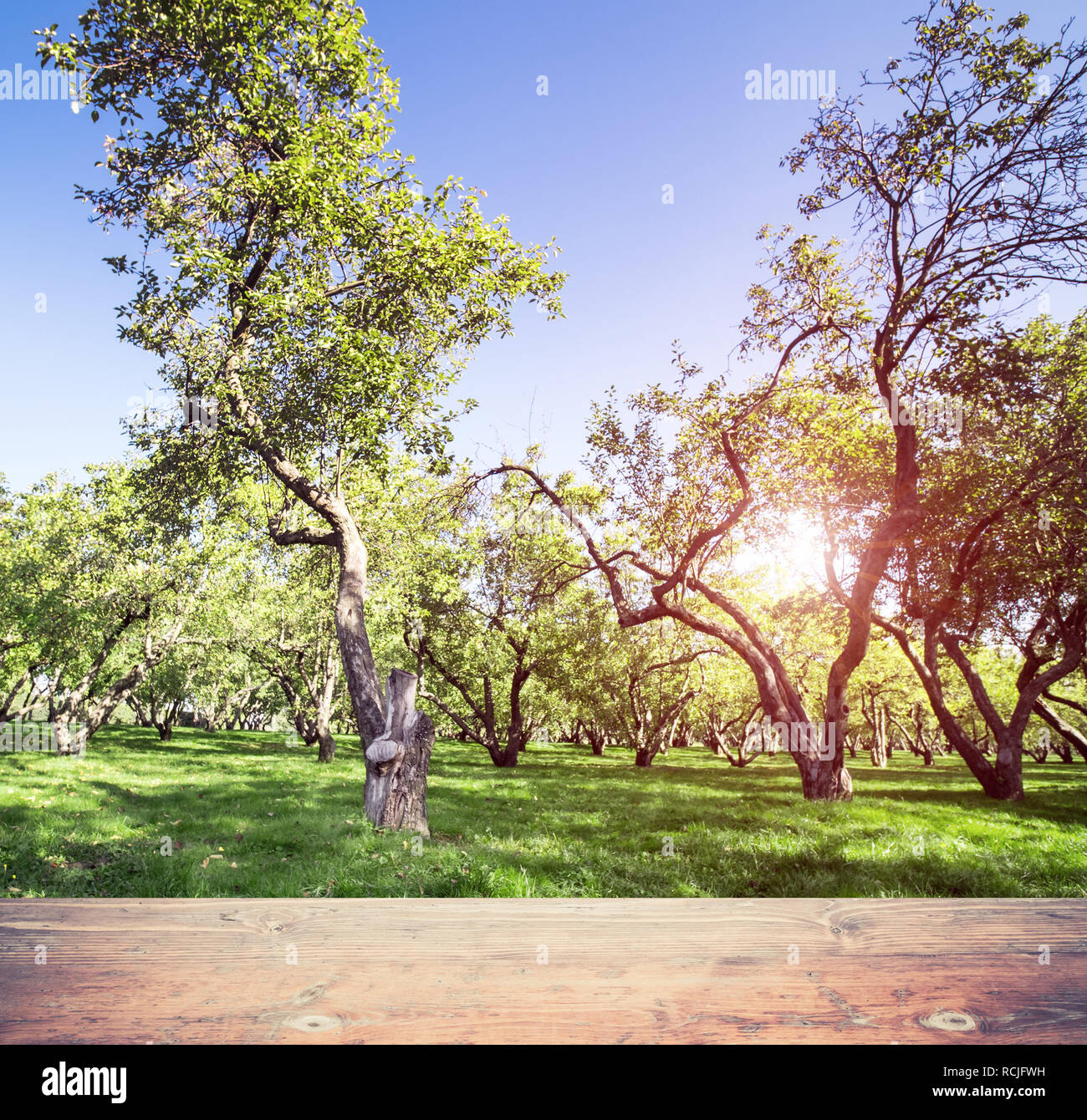Park forest ecology background Stock Photo - Alamy