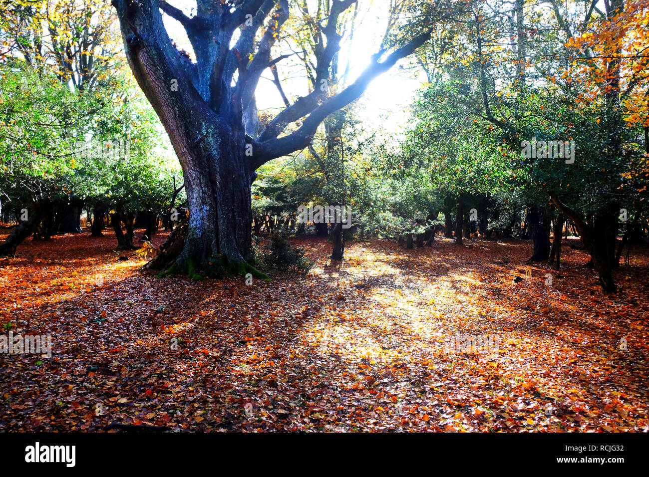 Glistening, golden trees in a forest in the autumn, fall, light is ...