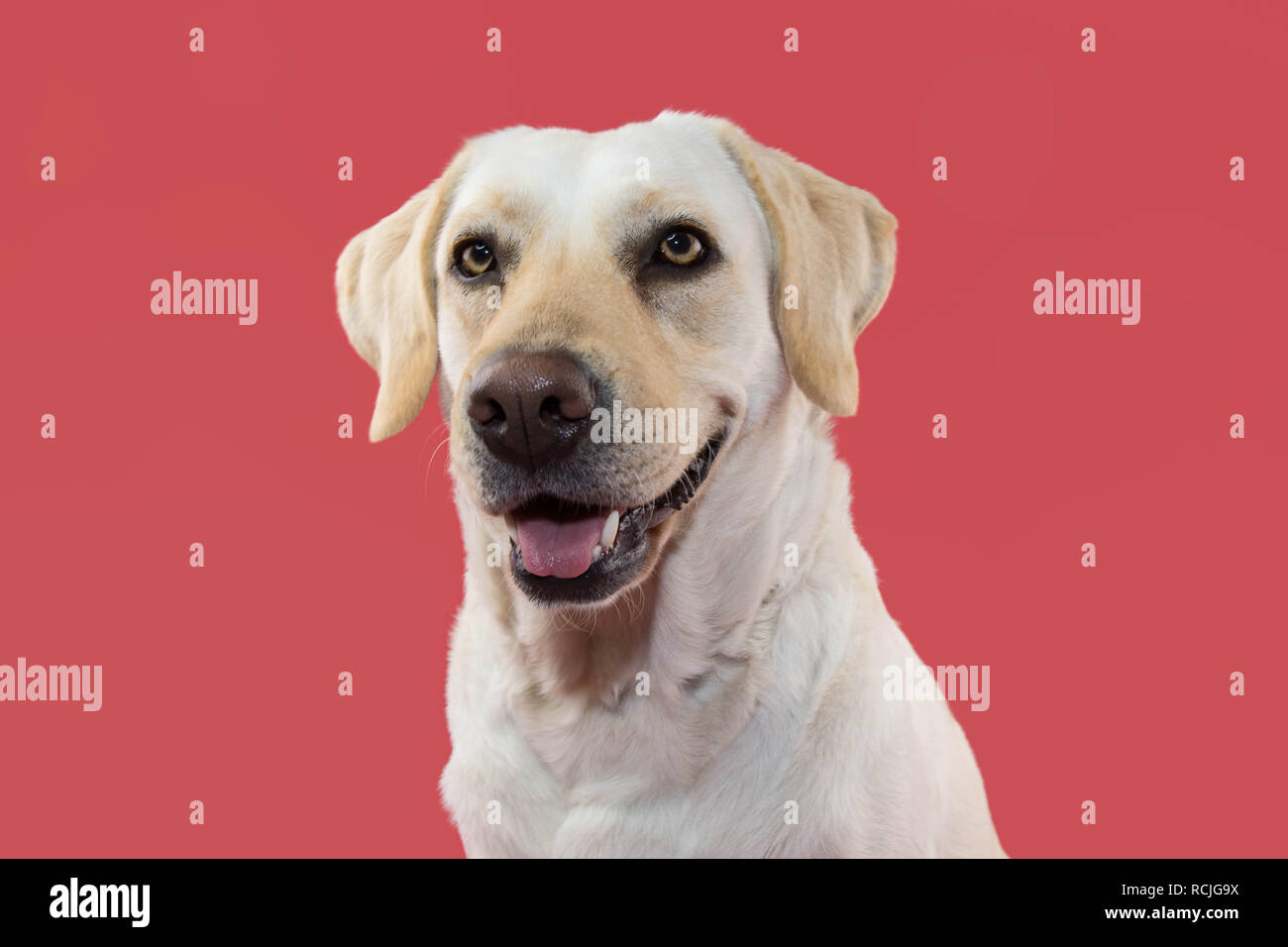 Happy Lab Dog Pictures