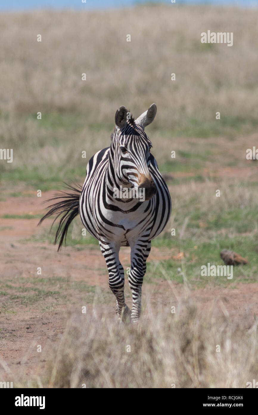 Zebra walking at Masai Mara Stock Photo - Alamy