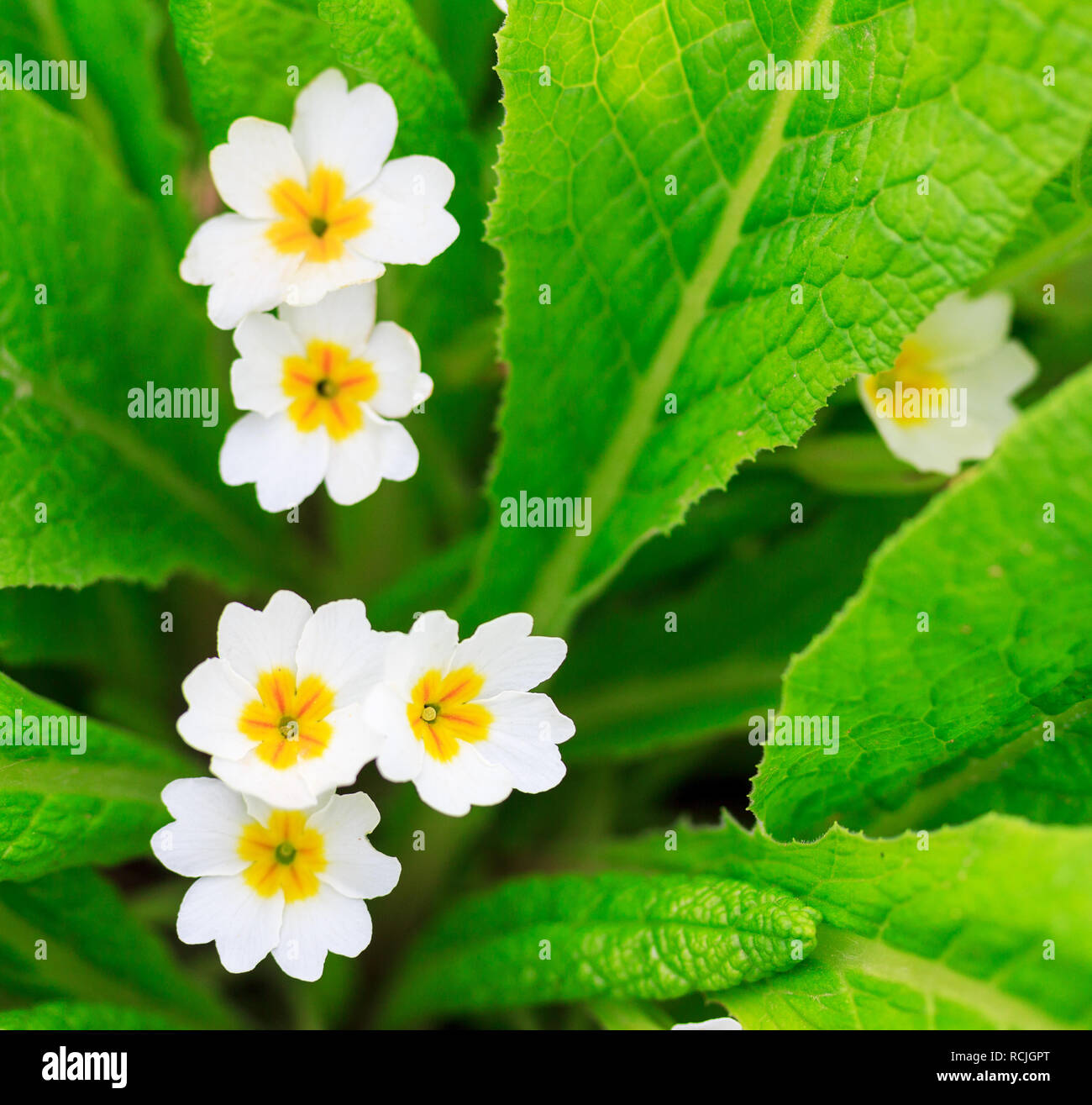 white primrose flowers on green leaf background, close-up view from ...