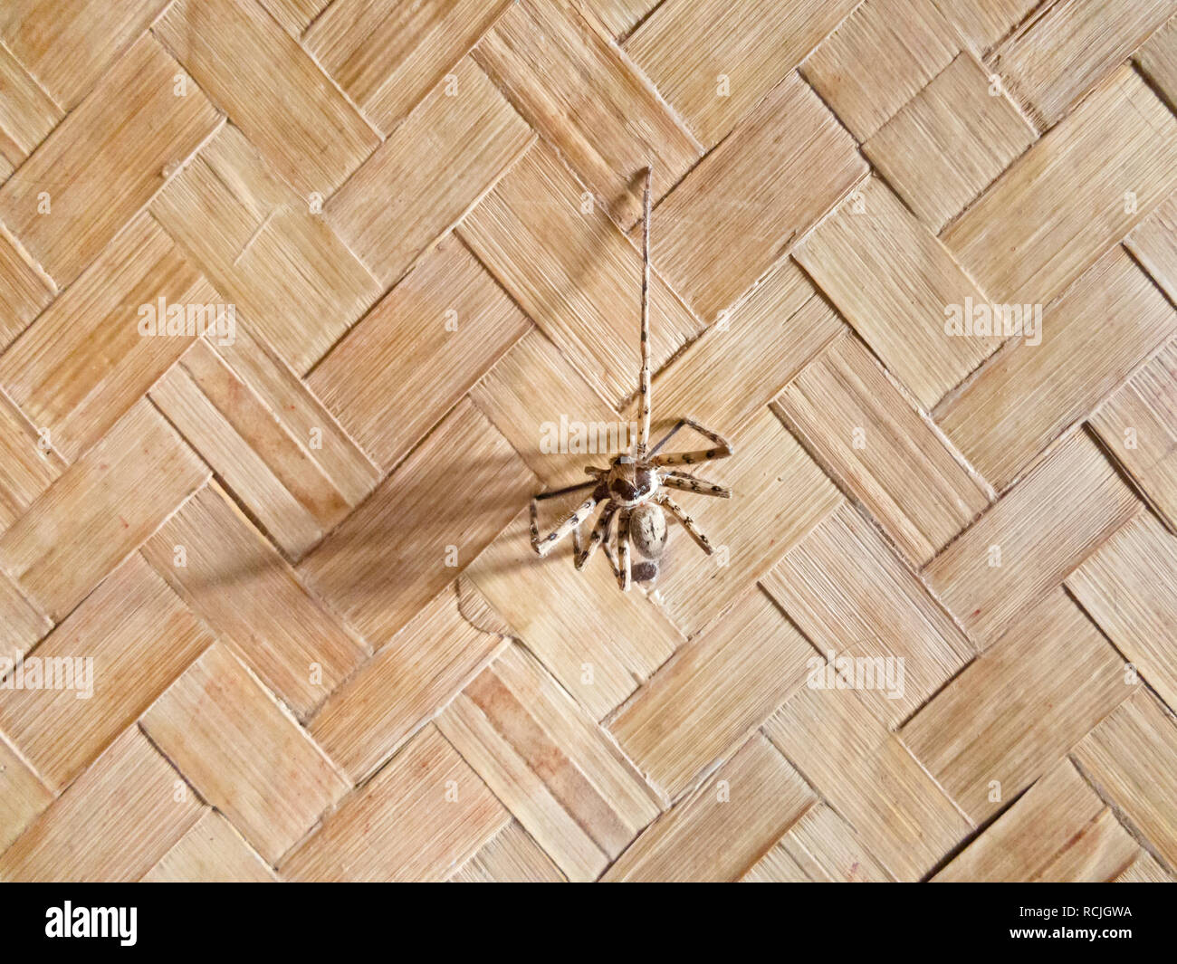Dead leg hi-res stock photography and images - Alamy