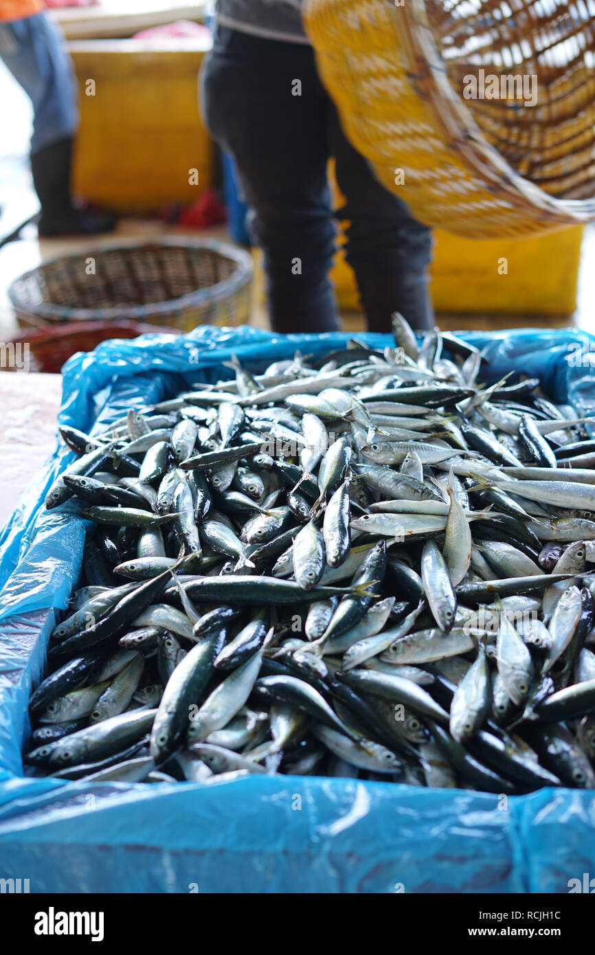 Sardine vendor hi-res stock photography and images - Alamy