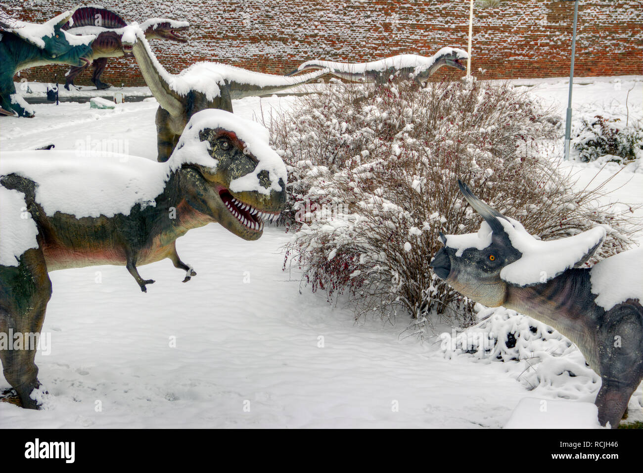 Tyrannosaurus rex rex triceratops dinosaur hi-res stock photography and ...