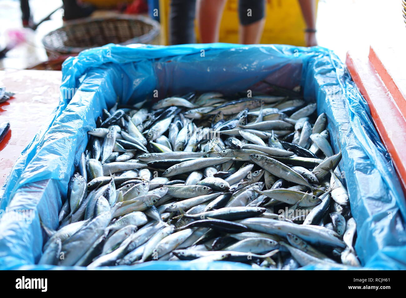 Fresh Sardines at Traditional Fish Market Stock Photo - Alamy
