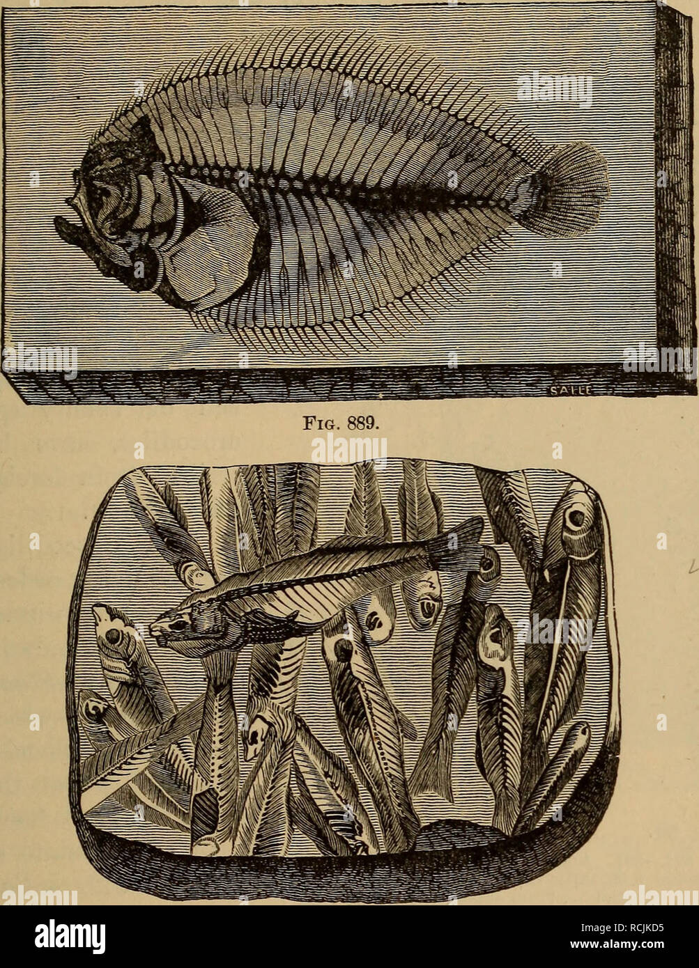 . Elements of geology : a text-book for colleges and for the general ...