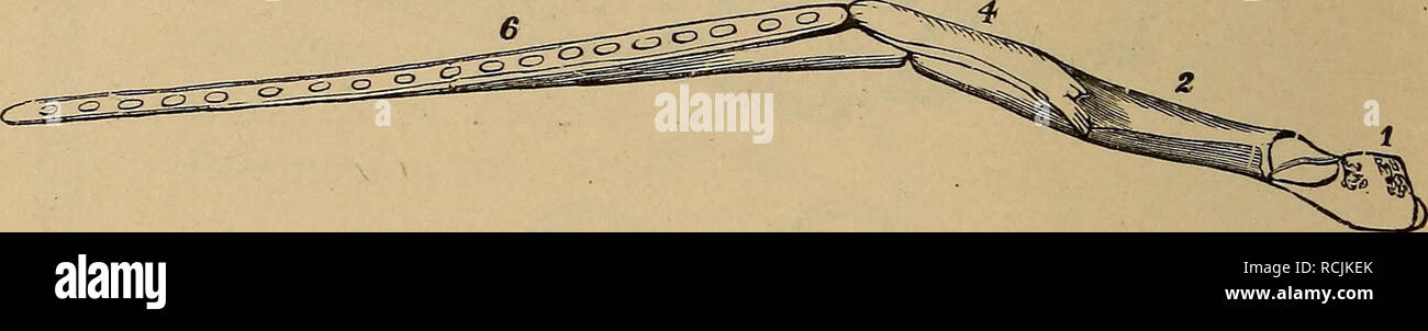 Snake jaw joint hi-res stock photography and images - Alamy