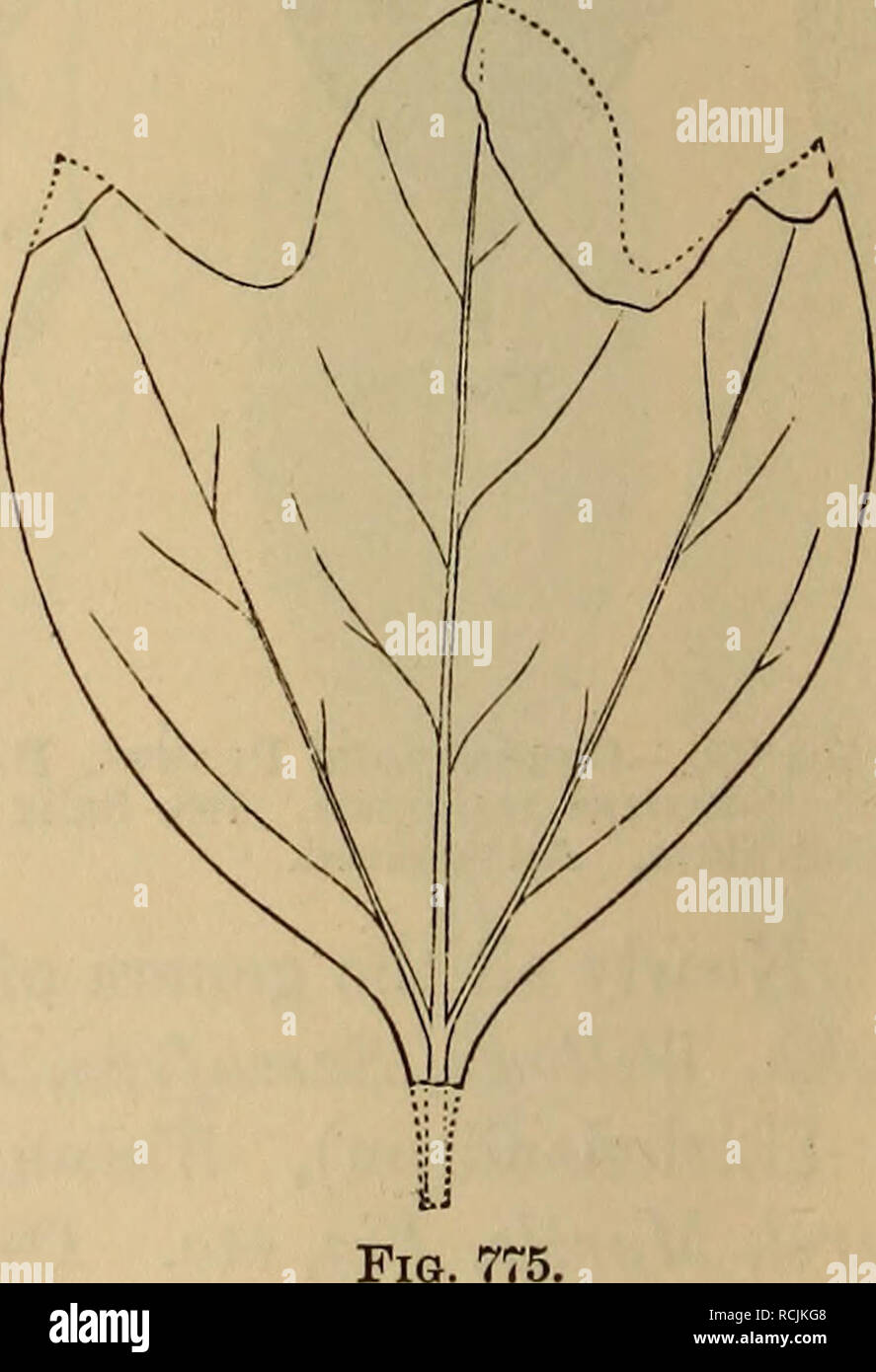 . Elements of geology : a text-book for colleges and for the general ...