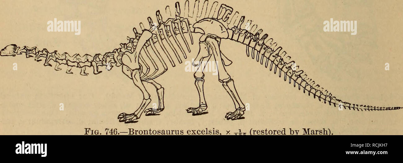Morosaurus hi-res stock photography and images - Alamy