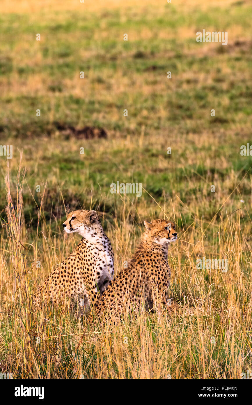 Cheetah observation hi-res stock photography and images - Alamy
