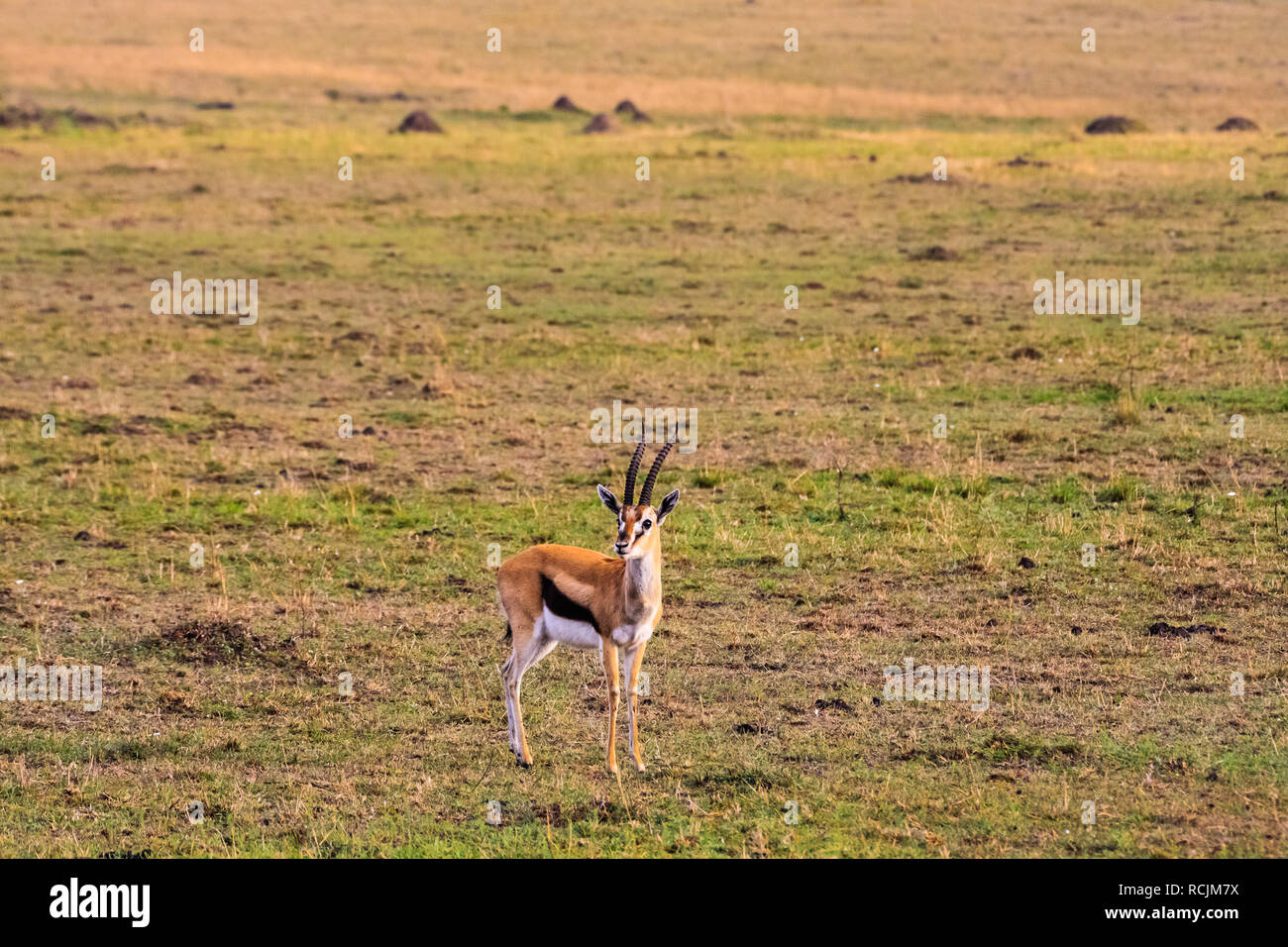 Thomson gazelle in savanna. Kenya, Africa Stock Photo - Alamy
