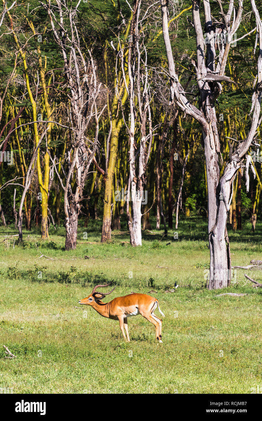 Impala africa hi-res stock photography and images - Alamy