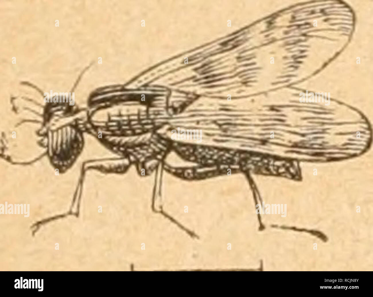 . Die Insekten nach ihrem Schaden und Nutzen. Insect pests; Beneficial ...