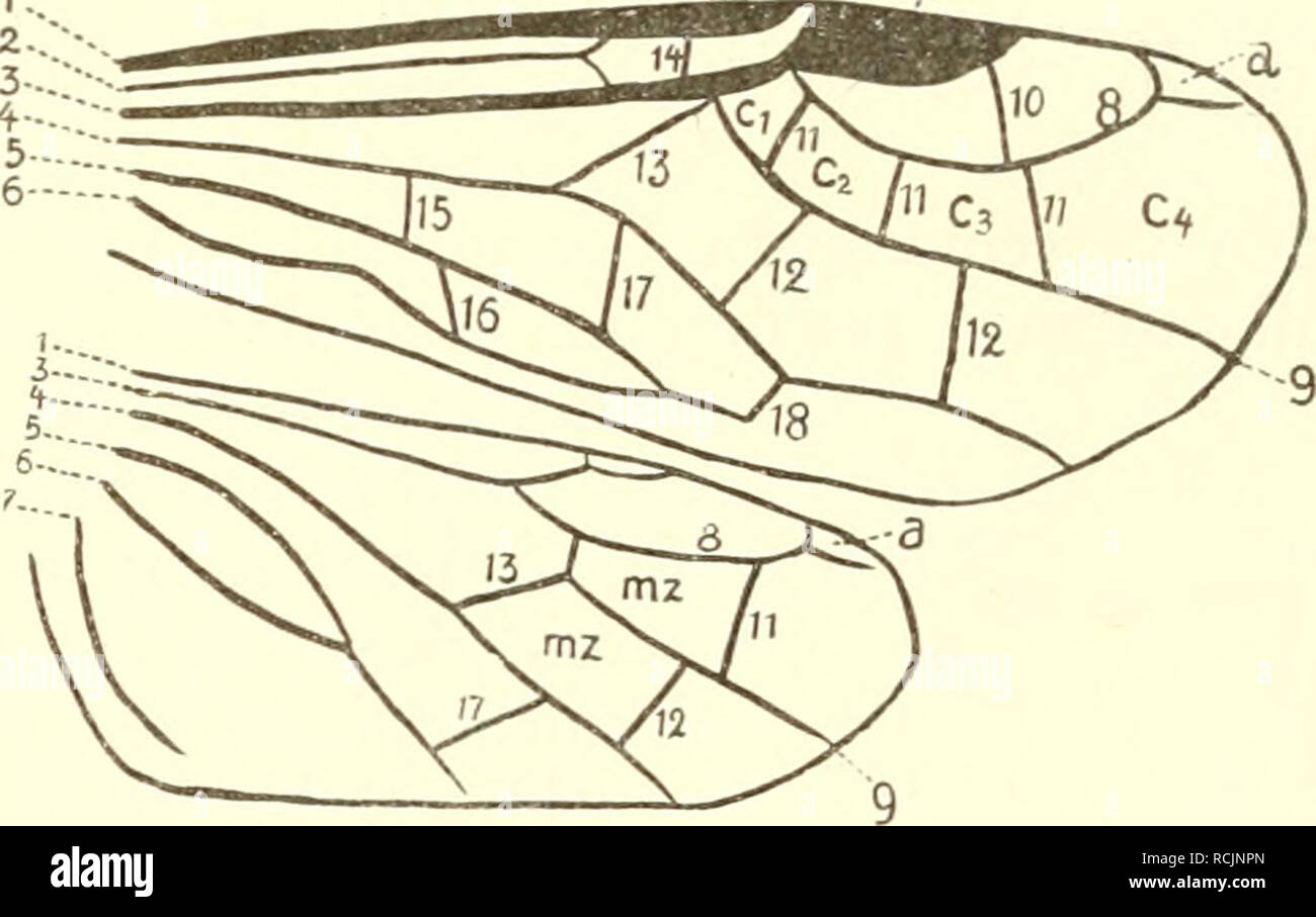 Insekten anlage hi-res stock photography and images - Alamy