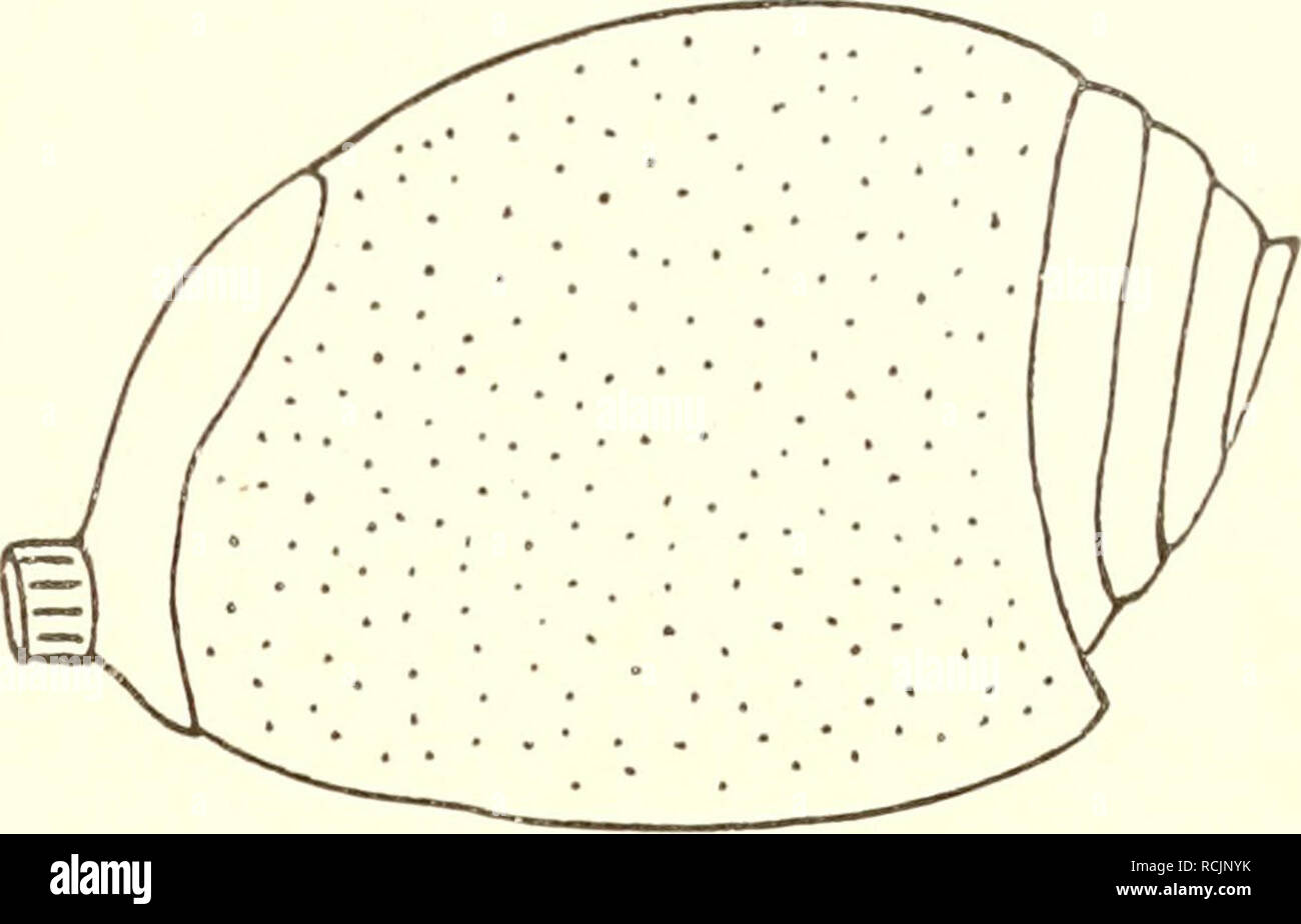 Onychia hi-res stock photography and images - Alamy