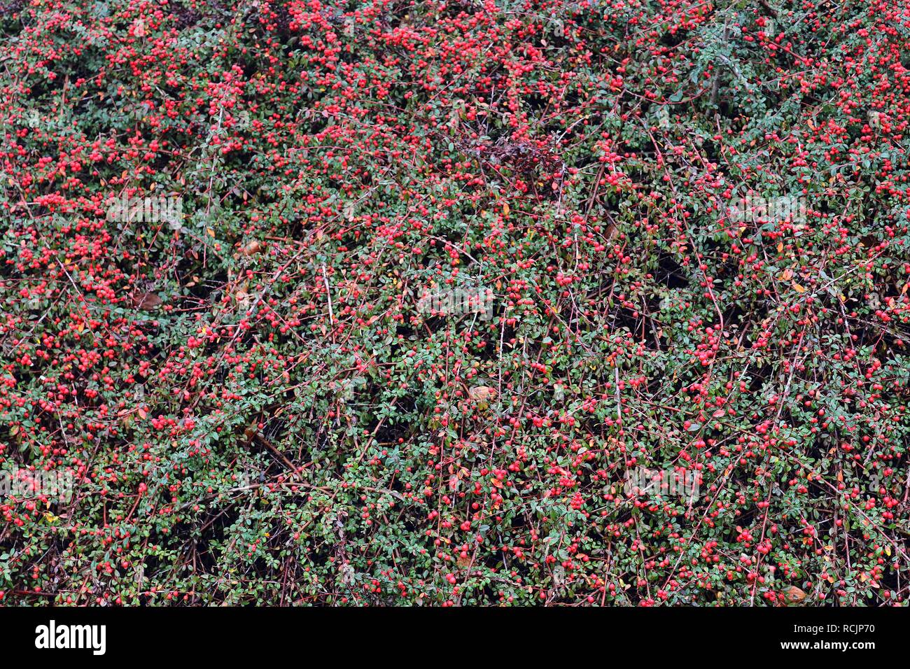 Close up high resolution surface of plants and leaves Stock Photo - Alamy