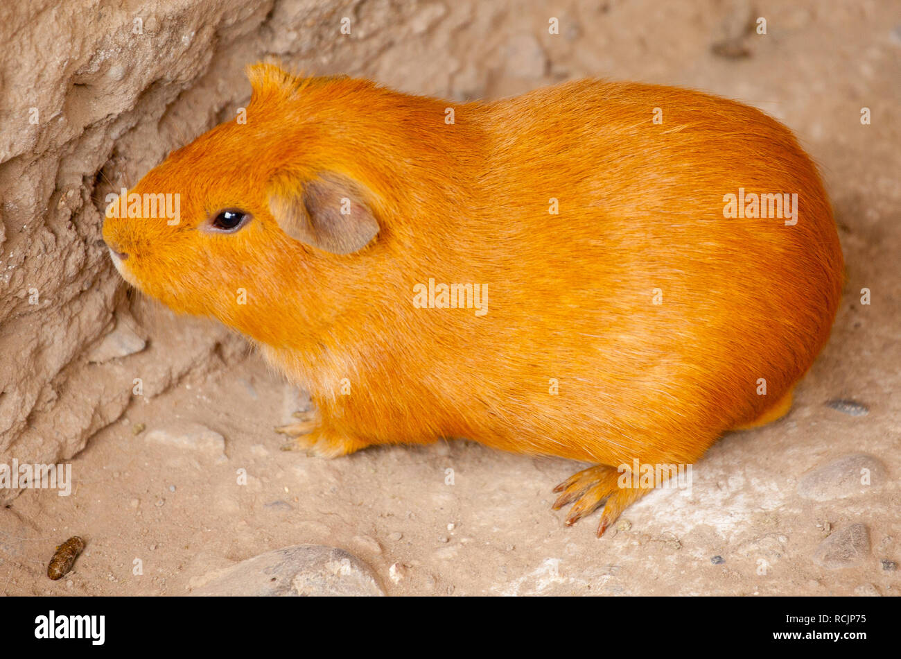 Eatable rat in Huaca Pucllana ,archaelogical site in Lima,Peru Stock ...