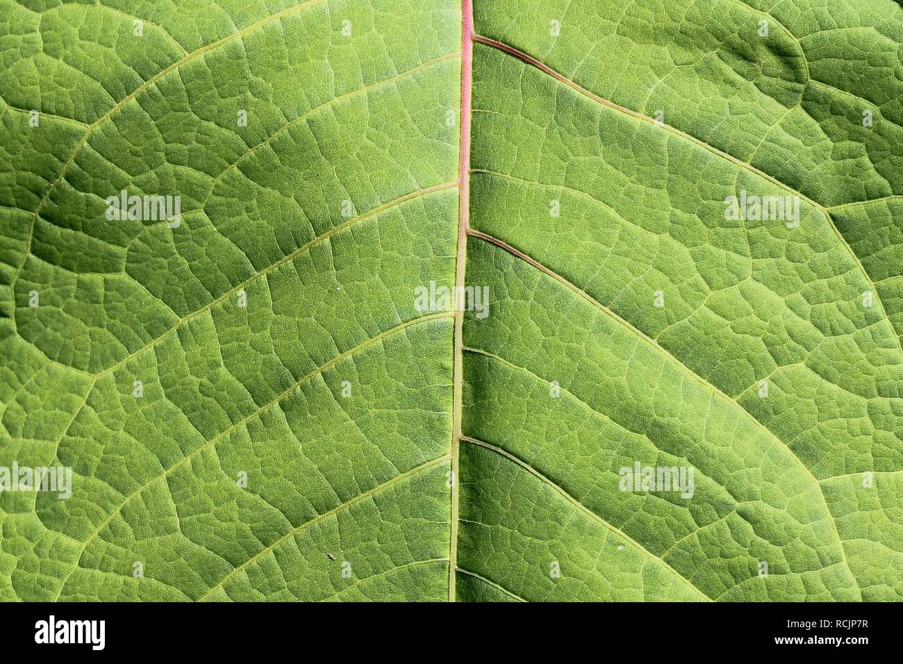 Close up high resolution surface of plants and leaves Stock Photo - Alamy