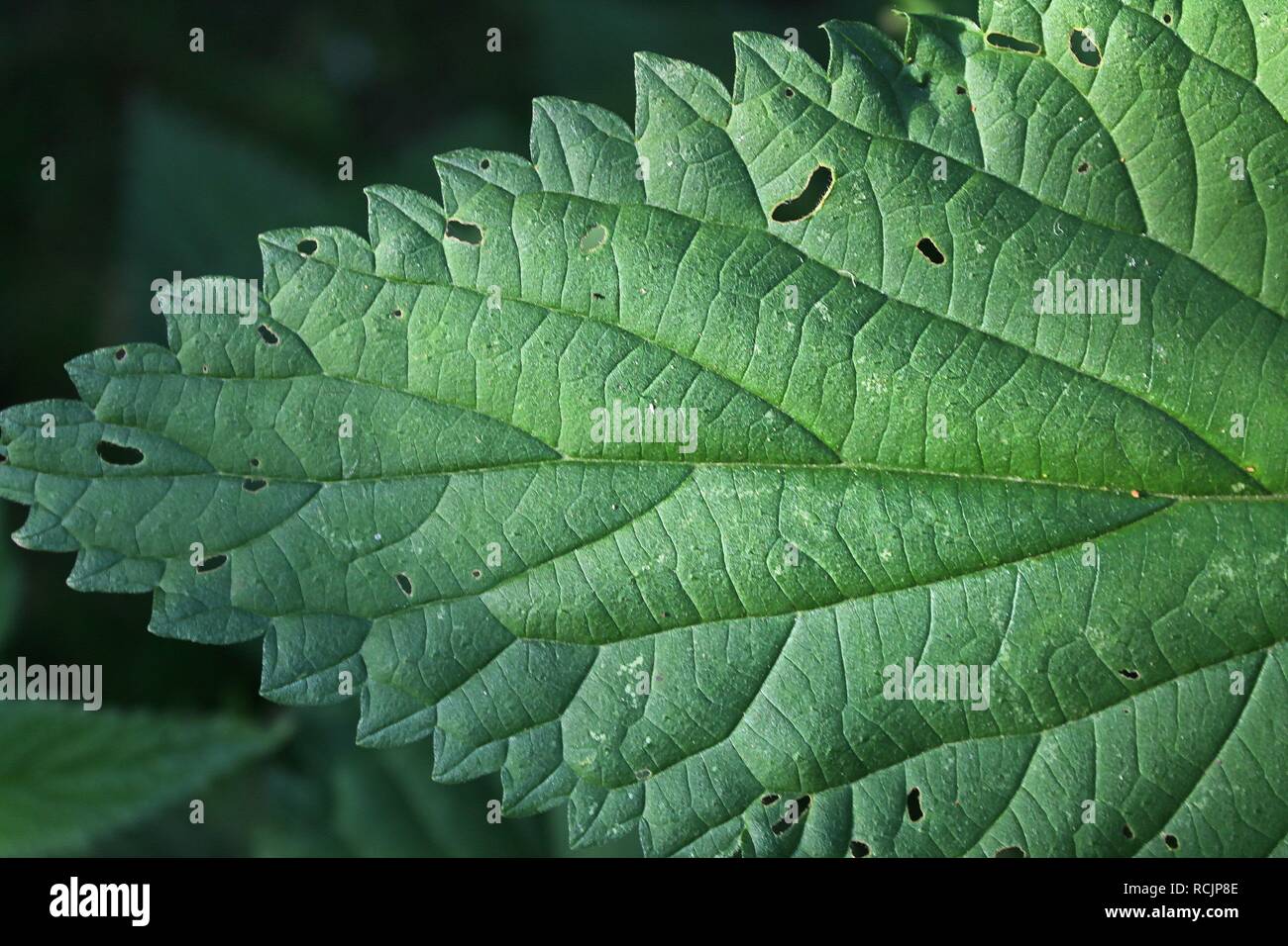Close up high resolution surface of plants and leaves Stock Photo - Alamy