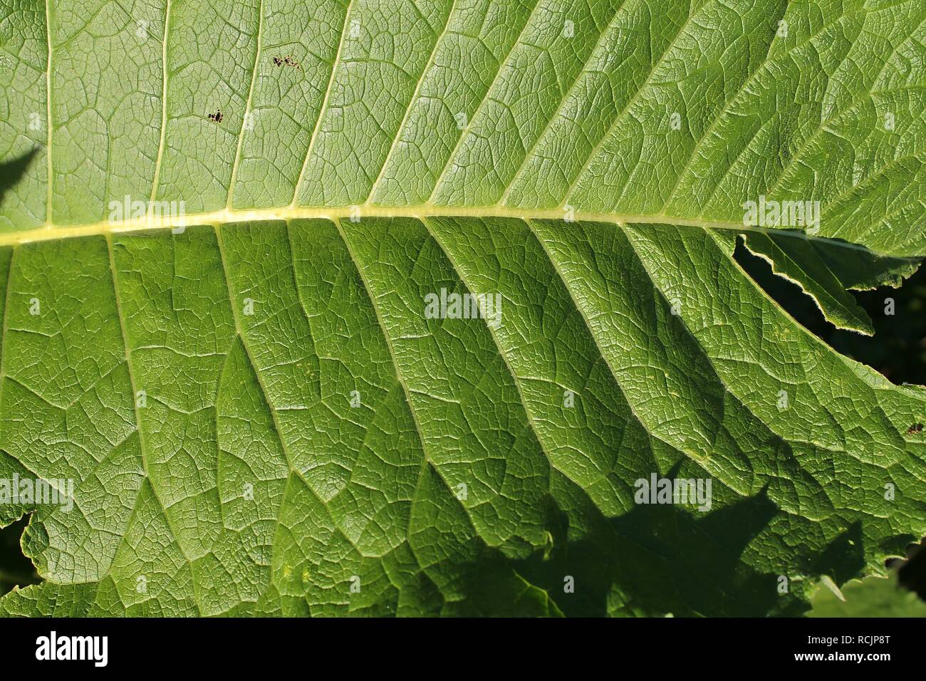 Close up high resolution surface of plants and leaves Stock Photo - Alamy