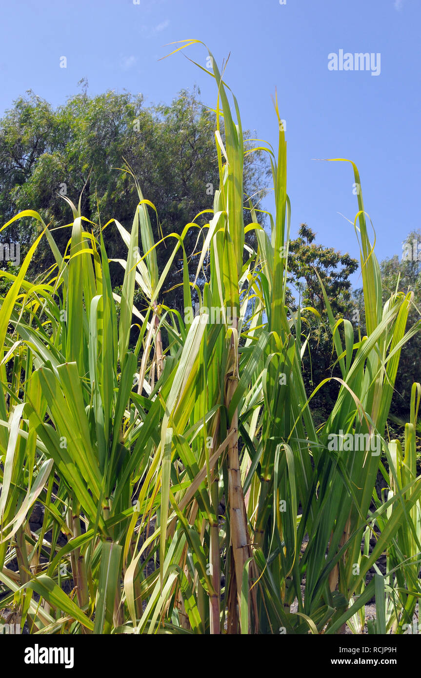 sugar cane, Zuckerrohr, cukornád, Saccharum officinarum Stock Photo - Alamy