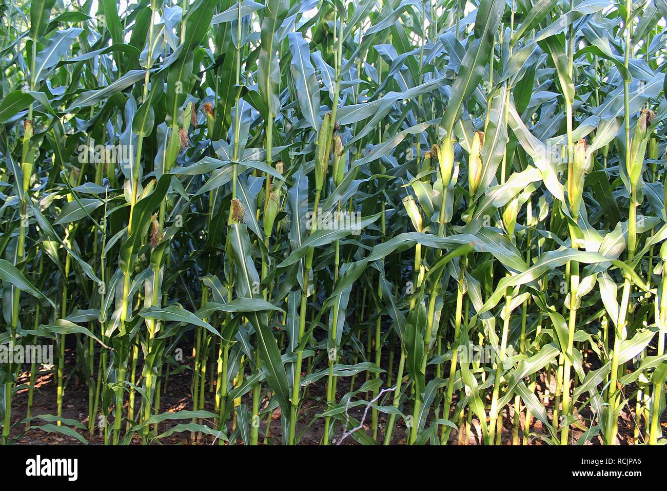 Close up high resolution surface of plants and leaves Stock Photo - Alamy
