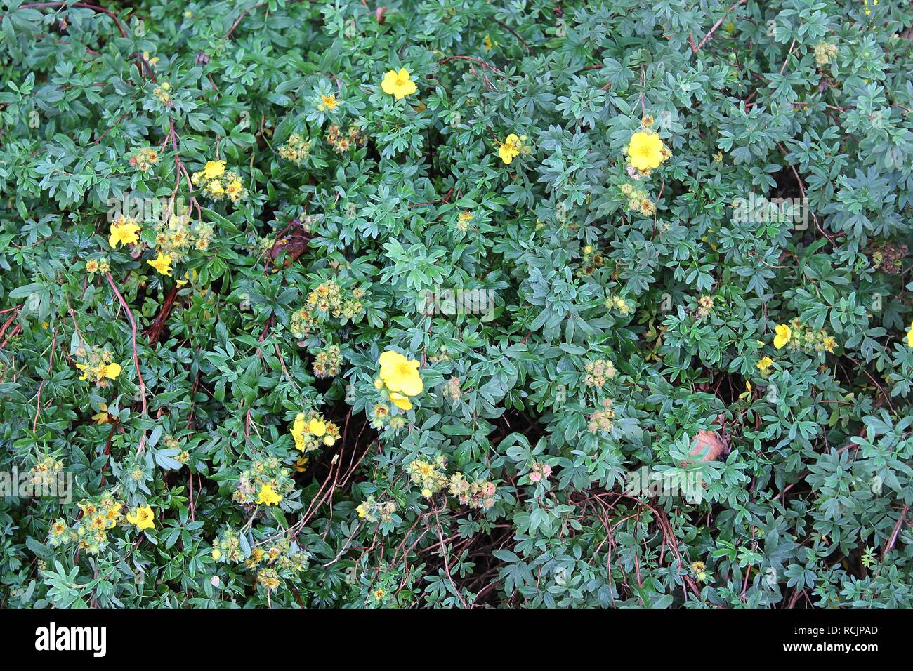 Close up high resolution surface of plants and leaves Stock Photo - Alamy