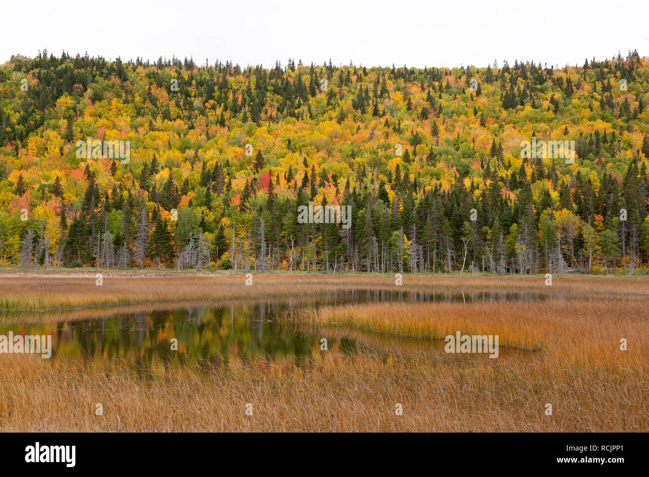 The fall colours of woodland reflects in water on the Gaspé Peninsula ...