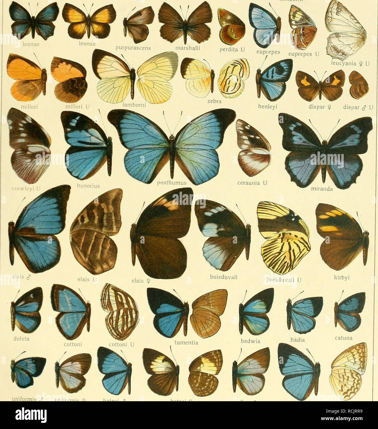 Pars triangularis hi-res stock photography and images - Alamy