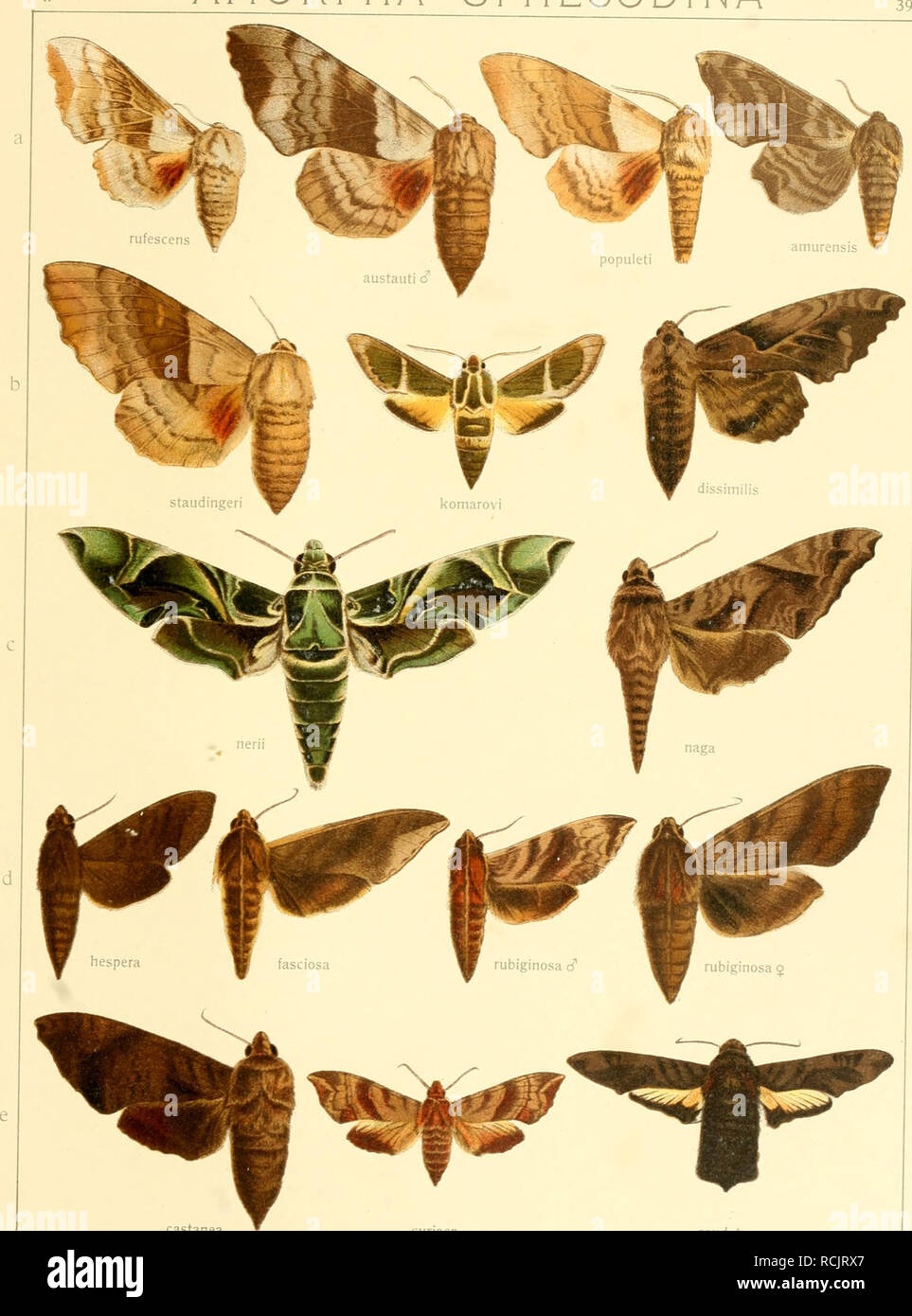 . Die Gross-Schmetterlinge der Erde : eine systematische Bearbeitung ...