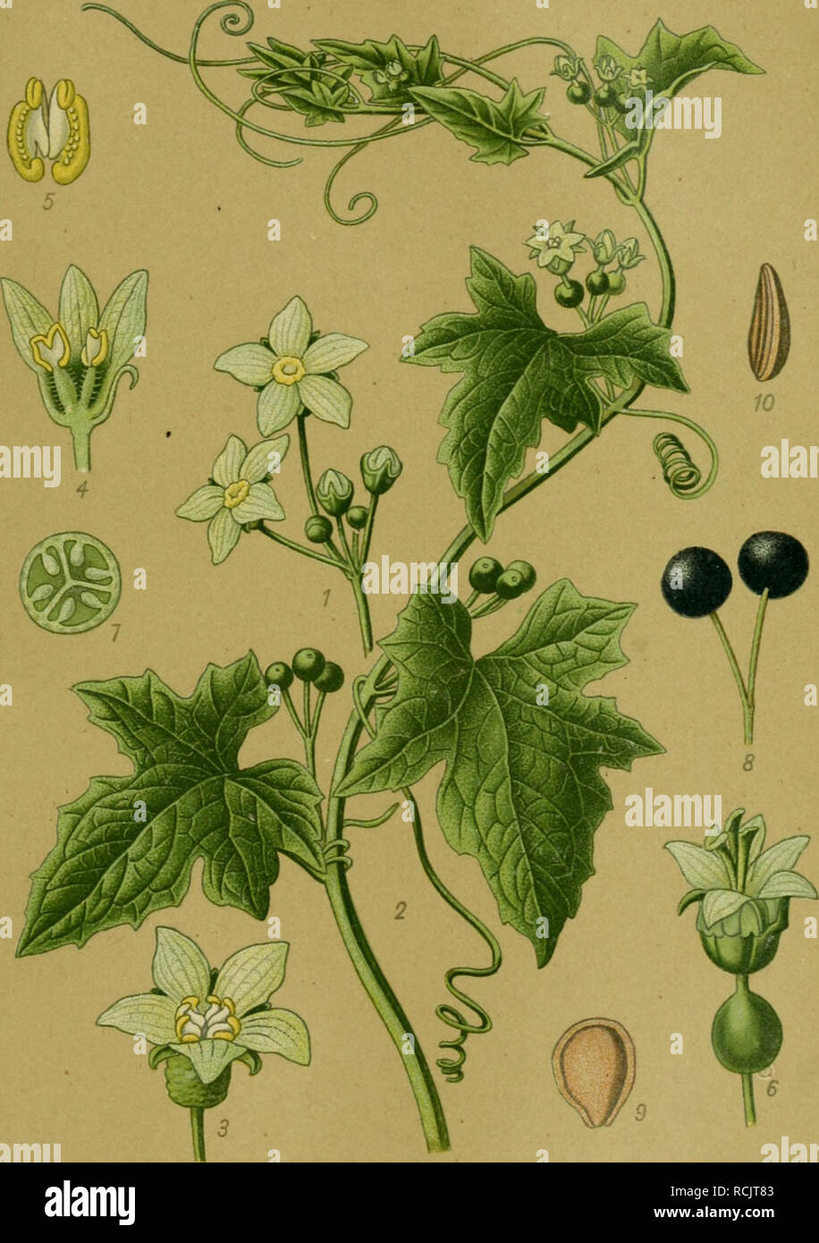 Bryonia alba poisonous plants illustrations hi-res stock photography ...