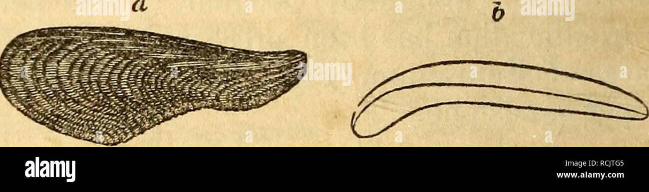 Dracosaurus hi-res stock photography and images - Alamy