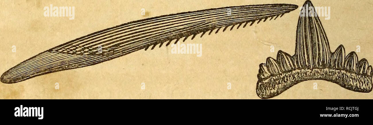 . Elements of geology. Geology. Acrodus nohilis, Agas. tooth; commonly ...