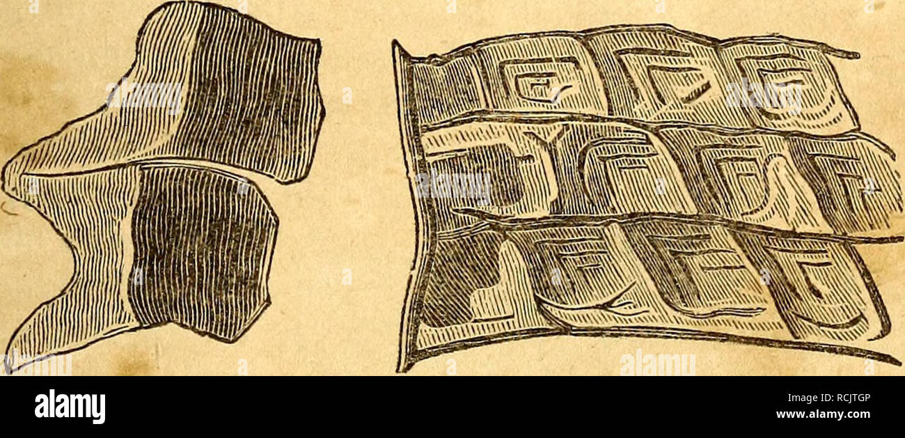 Fossil fish scales hi-res stock photography and images - Alamy