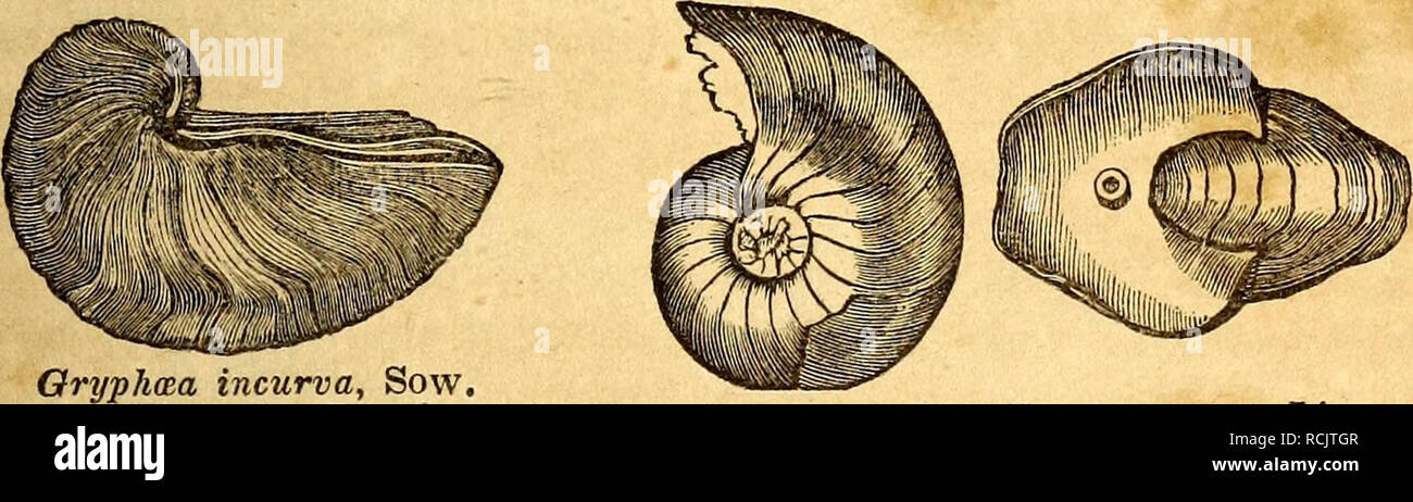 . Elements of geology. Geology. PART II. CHAPTER XVIII. 225 Fossils of ...