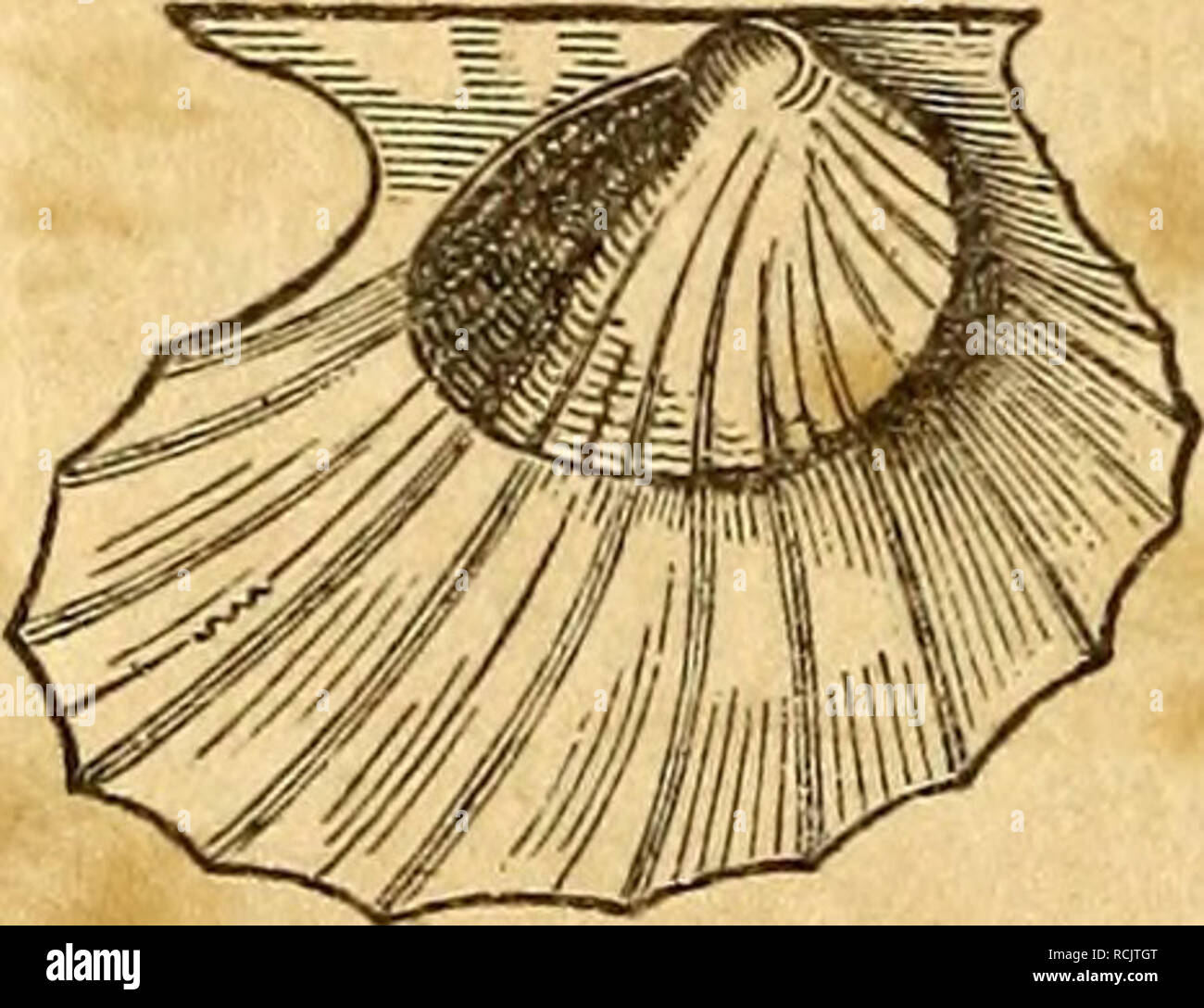 Gryphite hi-res stock photography and images - Alamy