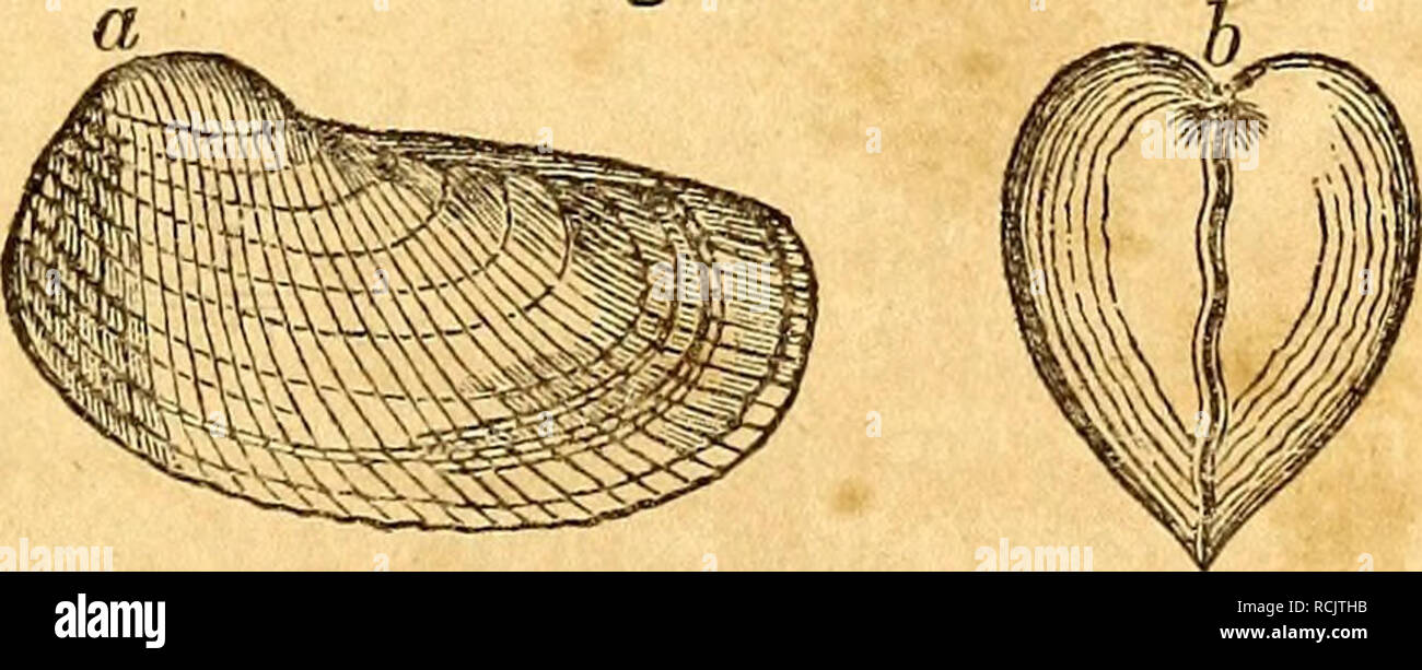 Cidaris fossil hi-res stock photography and images - Alamy