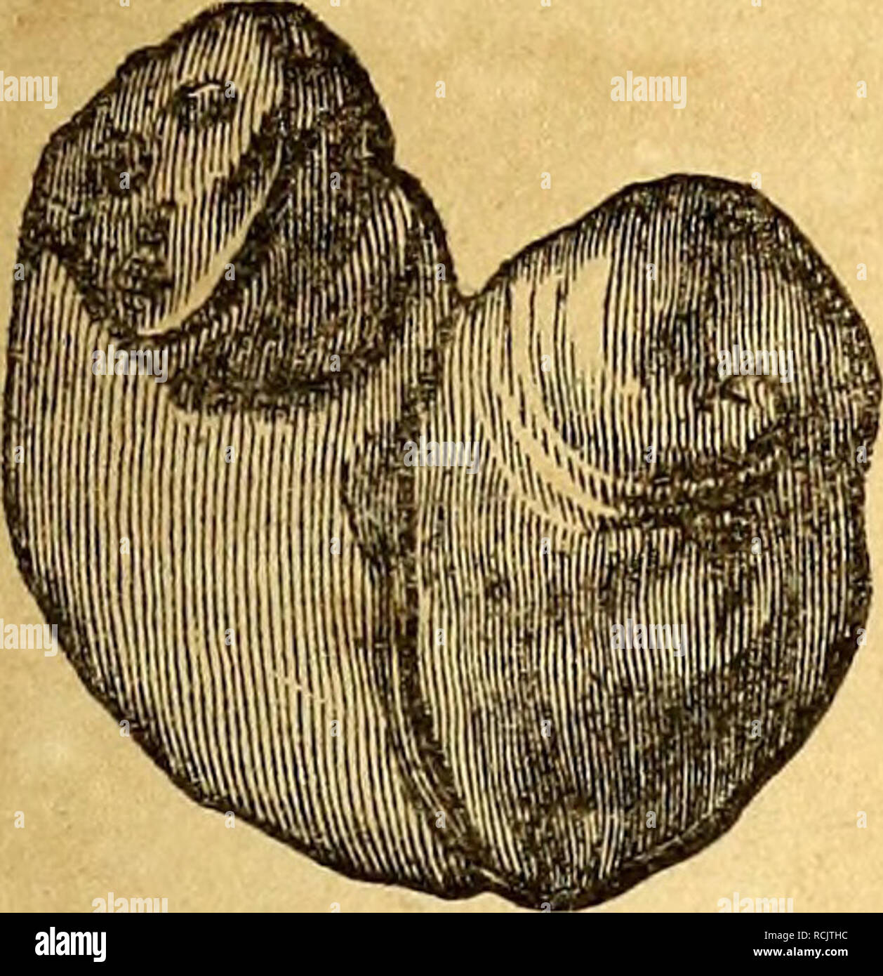 Diceras arietina hi-res stock photography and images - Alamy