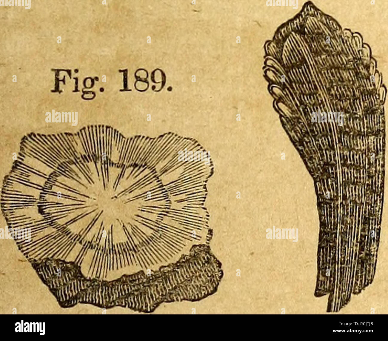 . Elements of geology. Geology. PART 11. CHAPTER XVL 203 Wealden Group ...