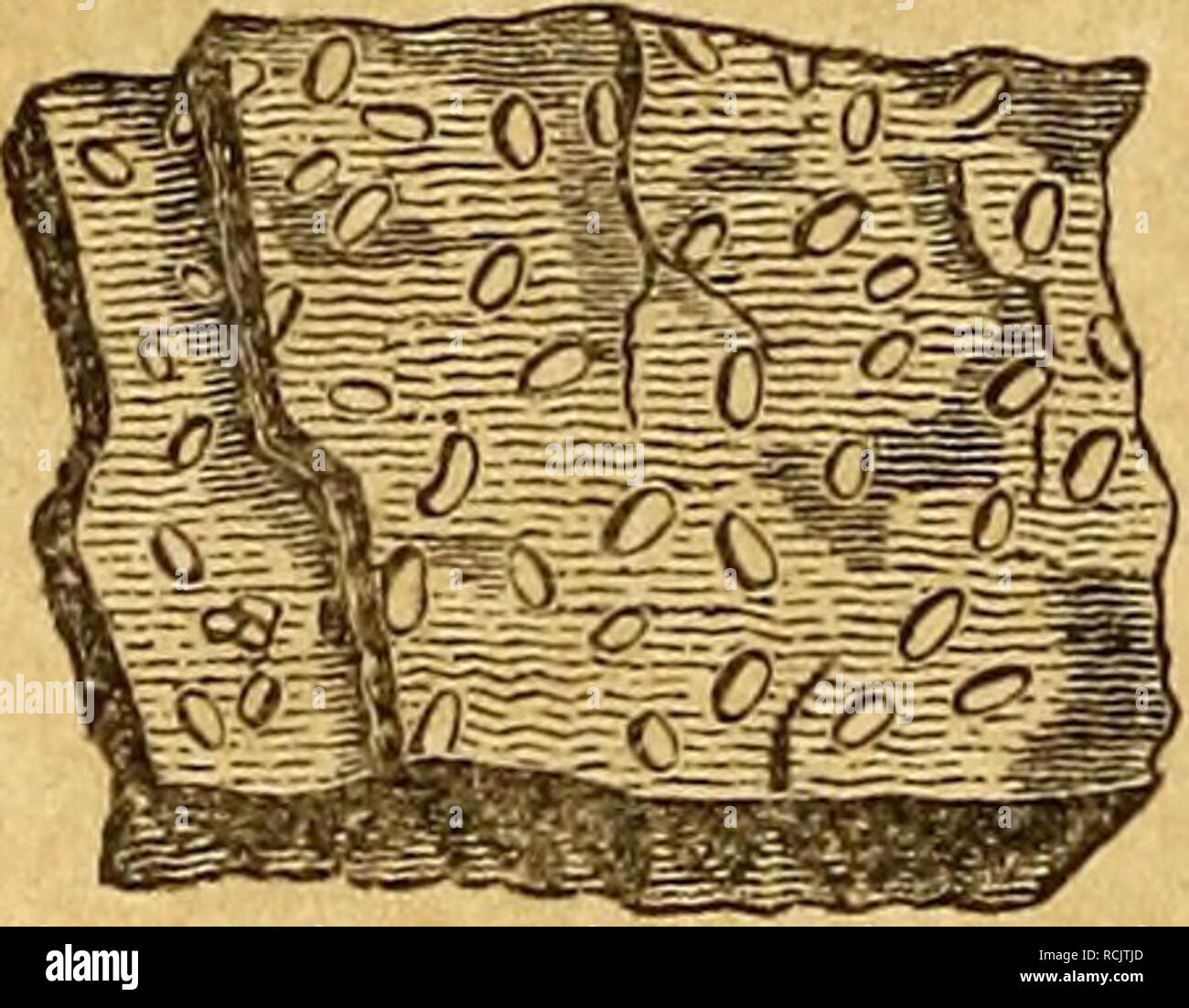 Abounding in shells hi-res stock photography and images - Alamy