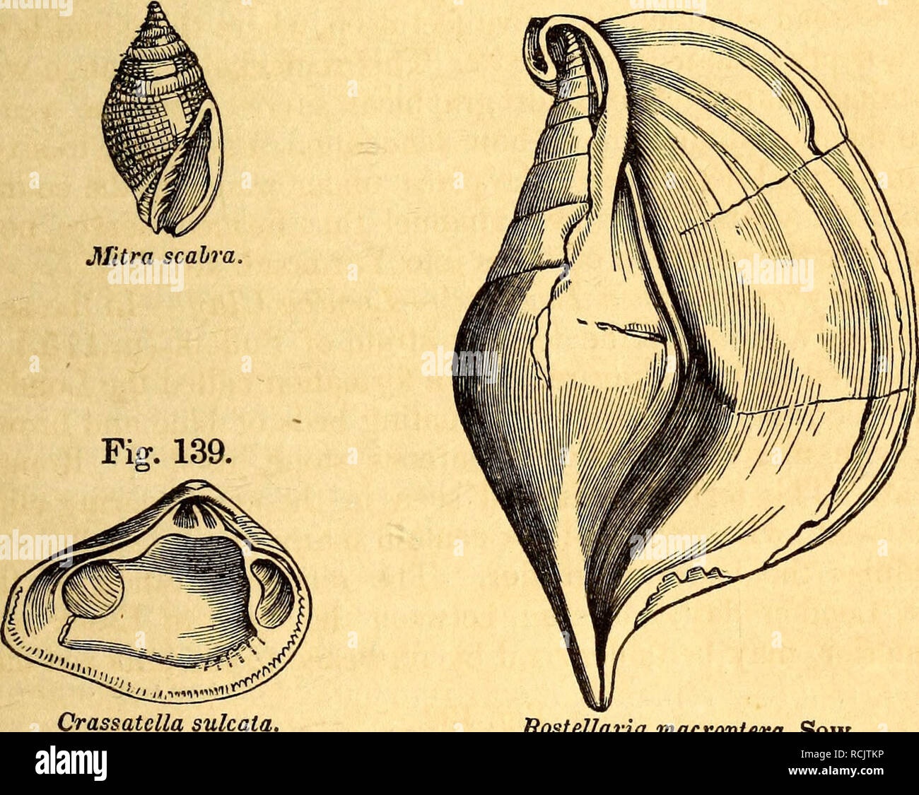 . Elements of geology. Geology. PART II. CHAPTER XIV. 179 Eocene Strata ...