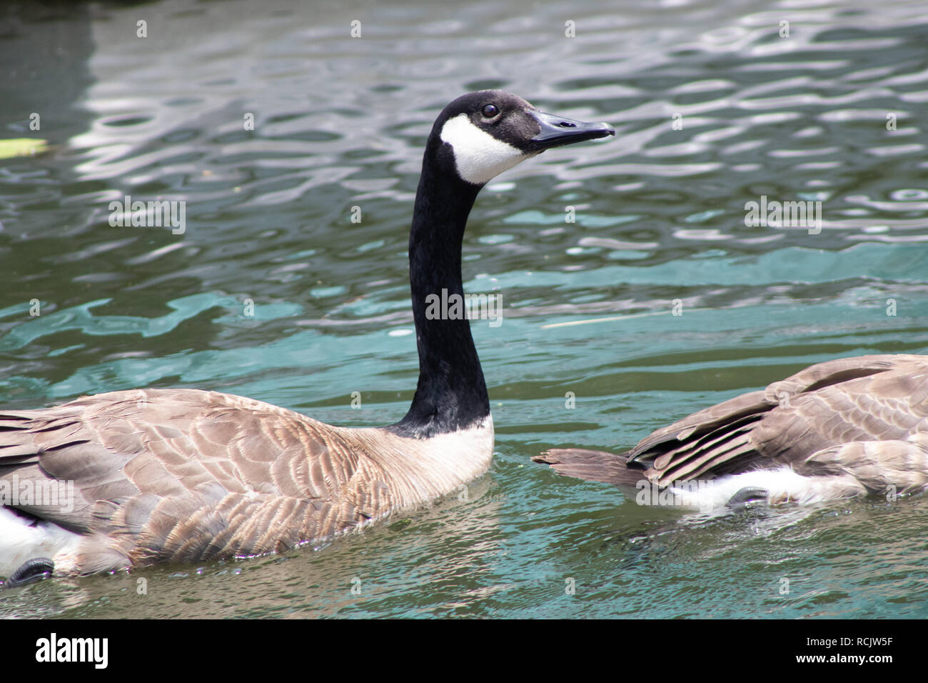 Goose on the water Stock Photo - Alamy