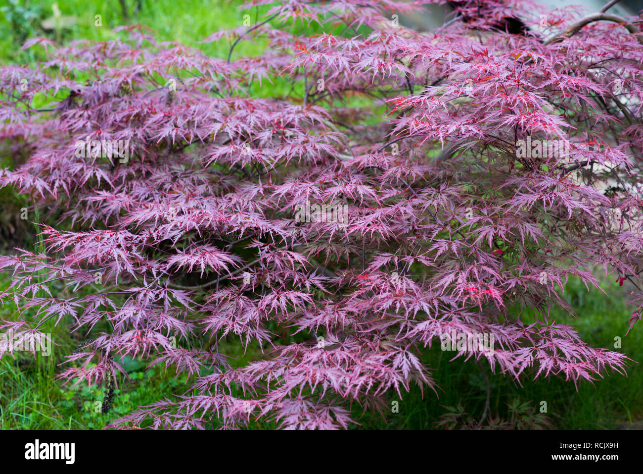 Mapple garden hi-res stock photography and images - Alamy