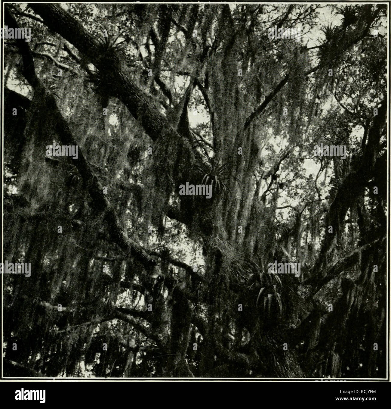 Commensalism Examples In Forest