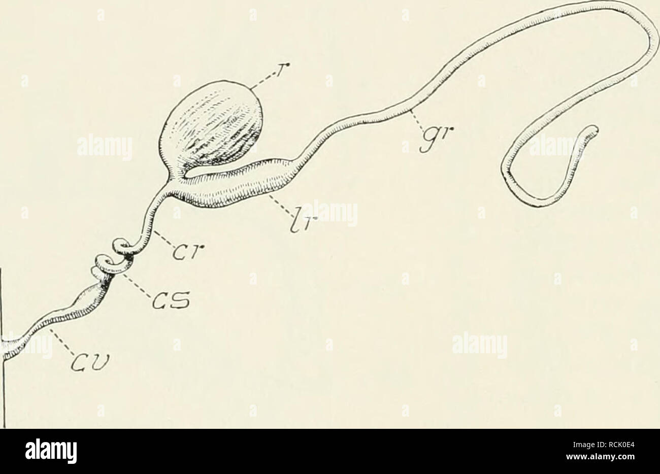 Receptaculi hi-res stock photography and images - Alamy